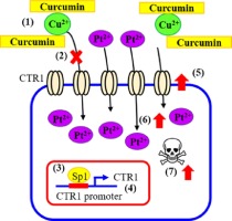 姜黄素通过影响 Cu-Sp1-CTR1 调节环增强人 NSCLC 细胞系的顺铂敏感性,Phytomedicine - X-MOL
