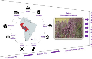 Organic quinoa (Chenopodium quinoa L.) production in Peru ...