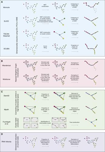 Single-Cell Transcriptomics Meets Lineage Tracing.,Cell Stem Cell - X-MOL