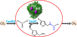 How does binuclear zinc amidohydrolase FwdA work in the initial step of ...
