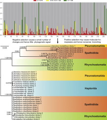 Selection and paucity of phylogenetic signal challenge the utility of ...