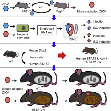 An Immunocompetent Mouse Model of Zika Virus Infection,Cell Host ...