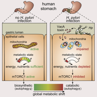 Helicobacter pylori Infection Modulates Host Cell Metabolism through ...