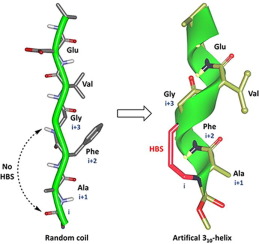 Hydrogen bond surrogate stabilized water soluble 310-helix from a ...