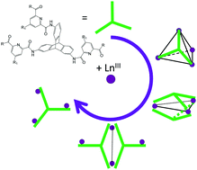 Ln(iii) complexes with triptycene based tripodal ligands: speciation ...