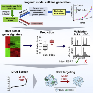 Defective Replication Stress Response Is Inherently Linked to the ...