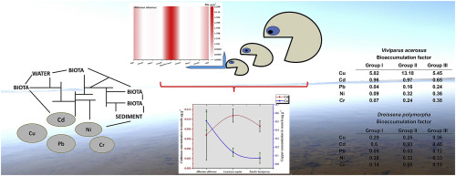 跨境淡水水库中有毒金属生物富集的模式,Chemosphere - X-MOL