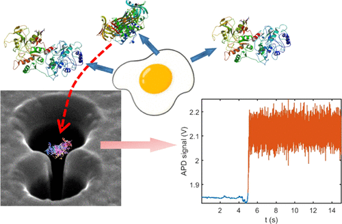 Analysis of Egg White Protein Composition with Double Nanohole Optical ...