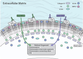Extracellular matrix expression in human pluripotent stem cell-derived ...