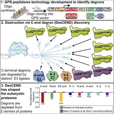 The Eukaryotic Proteome Is Shaped by E3 Ubiquitin Ligases Targeting C ...