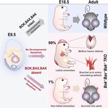 Embryogenesis and Adult Life in the Absence of Intrinsic Apoptosis ...
