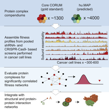 Interrogation of Mammalian Protein Complex Structure, Function, and ...