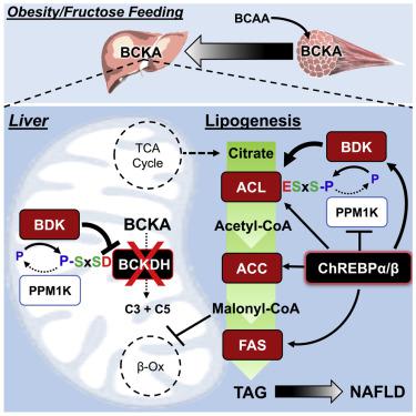BCKDH 激酶和磷酸酶通过调节 ATP-柠檬酸裂解酶整合 BCAA 和脂质代谢。,Cell Metabolism - X-MOL