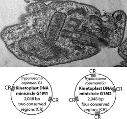 The kinetoplast DNA of the Australian trypanosome, Trypanosoma copemani ...