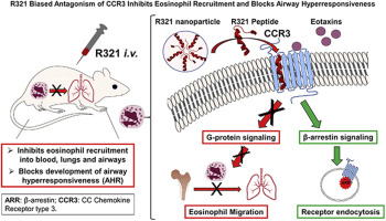 新型肽纳米粒子偏向的 CCR3 拮抗剂可阻止嗜酸性粒细胞募集和气道高反应性。,Journal of Allergy and Clinical ...