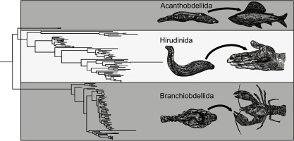 Worms that suck: Phylogenetic analysis of Hirudinea solidifies the ...