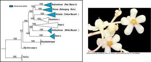 Phylogenomics resolves evolutionary relationships and provides insights ...
