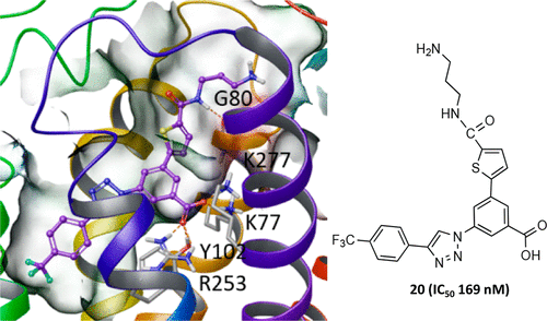 Structure-Guided Modification of Heterocyclic Antagonists of the P2Y14 ...