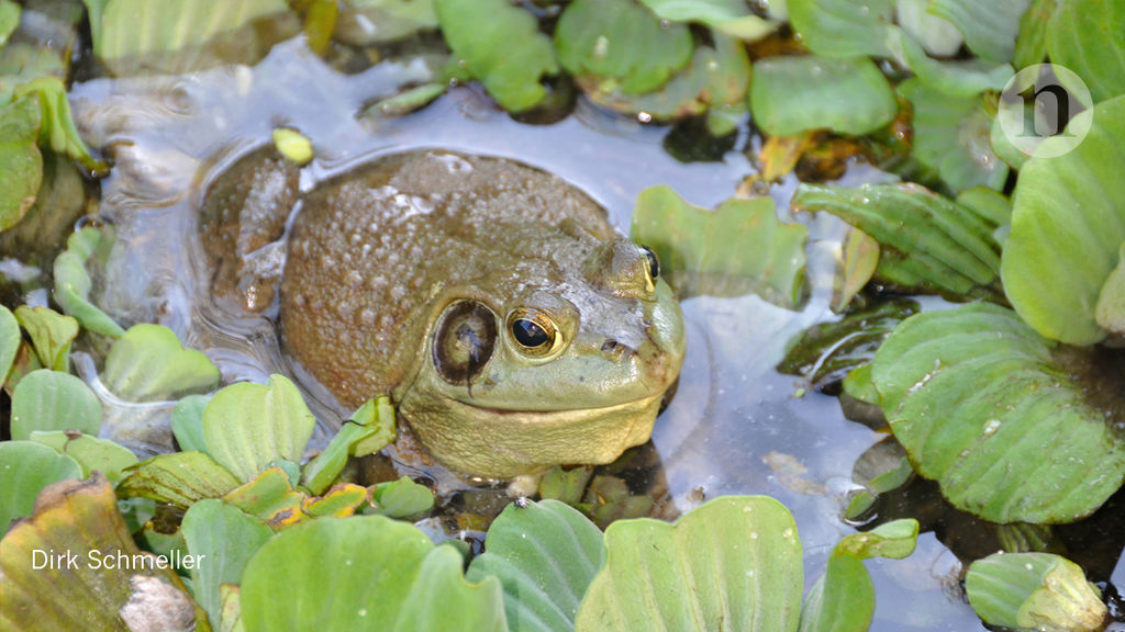 DNA points to a frog-killer’s birthplace,Nature - X-MOL
