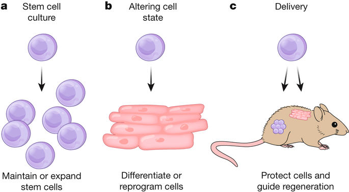 Bioengineering strategies to accelerate stem cell therapeutics,Nature ...