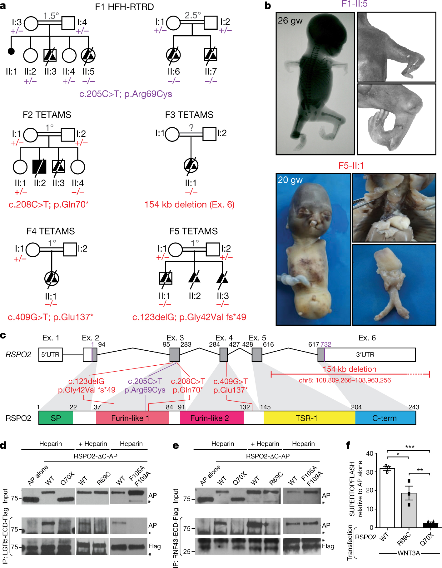 RNF43 和 ZNRF3 的 RSPO2 抑制独立于 LGR4/5/6 控制肢体发育,Nature - X-MOL