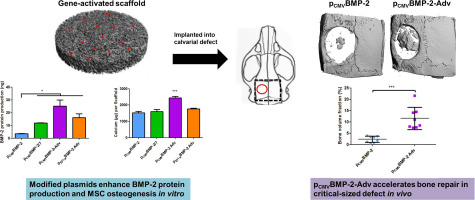 Delivery of the improved BMP-2-Advanced plasmid DNA within a gene ...