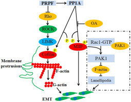 PRP4 kinase induces actin rearrangement and epithelial-mesenchymal ...