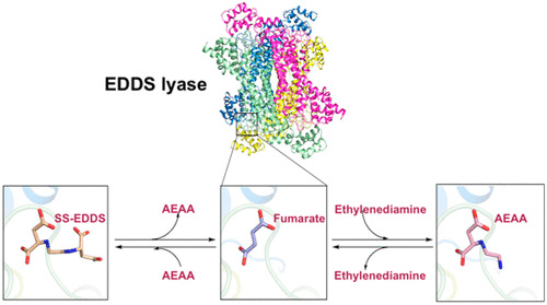 Structural Basis for the Catalytic Mechanism of Ethylenediamine- N, N ...