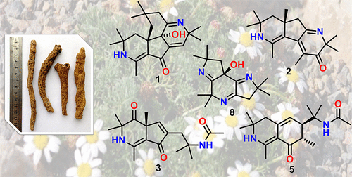Piperidine Alkaloids with Diverse Skeletons from Anacyclus pyrethrum ...