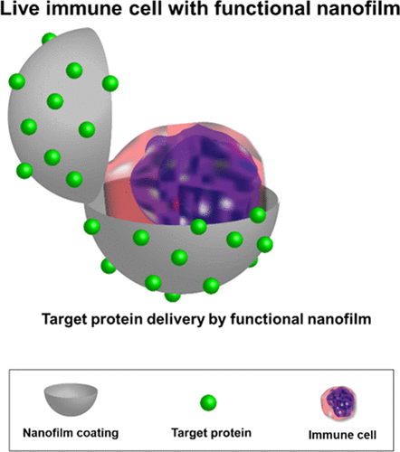 Synthesis and Characterization of Functional Nanofilm-Coated Live ...