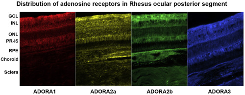 恒河猴眼组织中腺苷受体的分布,Experimental Eye Research - X-MOL