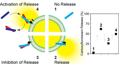 Tuning Liposome Membrane Permeability by Competitive Coiled Coil ...