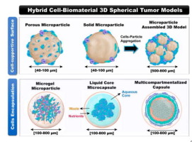 Design of Spherically Structured 3D In vitro Tumor Models -Advances and Prospects,Acta ...