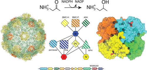 Structure and Kinetics of the S-(+)-1-Amino-2-propanol Dehydrogenase ...