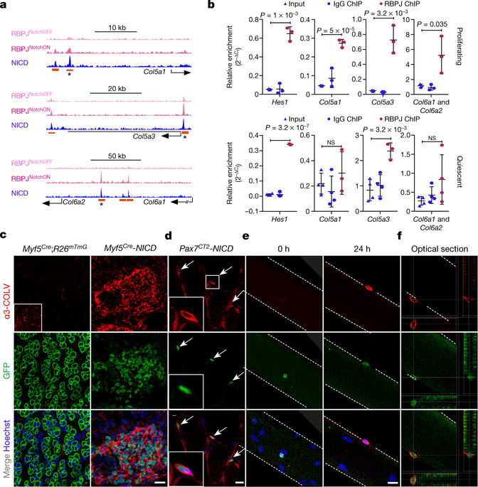 Reciprocal signalling by Notch–Collagen V–CALCR retains muscle stem ...