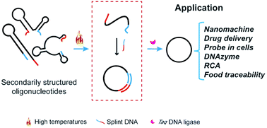 在高温下使用 Taq DNA 连接酶将二级结构的寡核苷酸环化为单链环†,RSC Advances - X-MOL