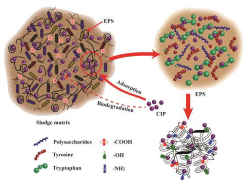 Extracellular Polymeric Substances