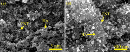 Preparation and characterization of implanted Fe catalyst in hydroxyapatite layer for uniformly ...