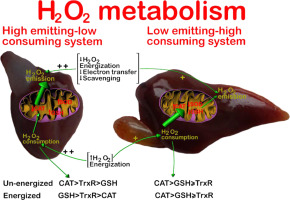 H2O2 metabolism in liver and heart mitochondria: Low emitting-high ...