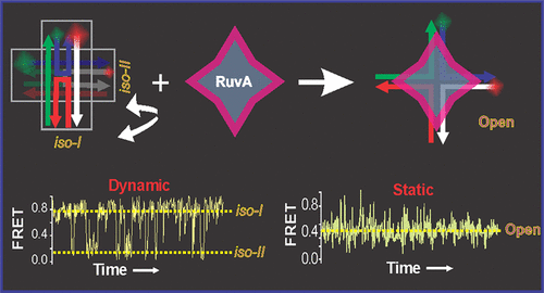 Single-Molecule Imaging Reveals Conformational Manipulation of Holliday ...
