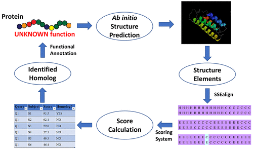 Functional Annotation of Proteins Encoded by the Minimal Bacterial ...
