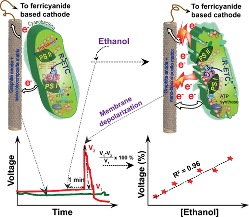 Bacterial Membrane Depolarization-Linked Fuel Cell Potential Burst as ...