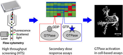 小分子激活Rho家族GTPases。,ACS Chemical Biology - X-MOL