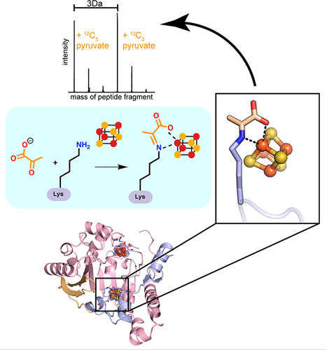 Biochemical and Structural Characterization of a Schiff Base in the ...