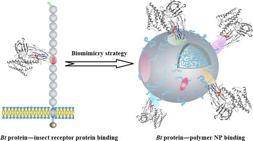 A synthetic polymer affinity ligand for Bacillus thuringiensis (Bt ...