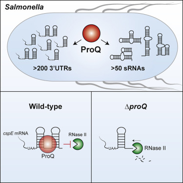 Global Maps of ProQ Binding In Vivo Reveal Target Recognition via RNA ...