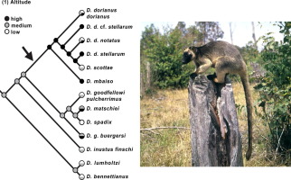 Phylogenetic analysis of the tree-kangaroos (Dendrolagus) reveals ...