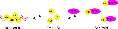 RNA调节甲型流感病毒NS1和人类PABP1之间的相互作用。,Biochemistry - X-MOL