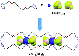 Novel 1D coordination polymers built from acyclic cryptate containing ...