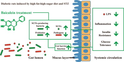Anti-diabetic effect of baicalein is associated with the modulation of ...